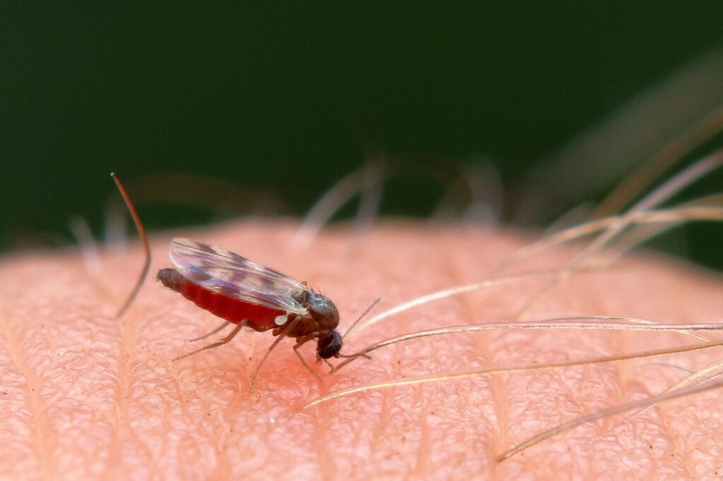 Mosquito, percevejo, pulga, carraça…: Um guia completo para identificar ...